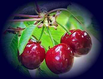 PLANTAS MEDICINAIS: CEREJA - Prunus avium L - Propriedades Medicinais - 32