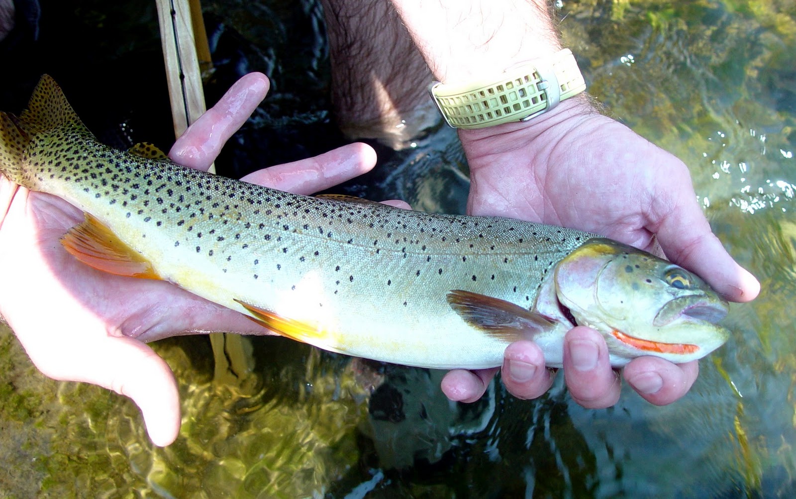The Search for Native Salmonids: Restoring Native Salmonids in ...