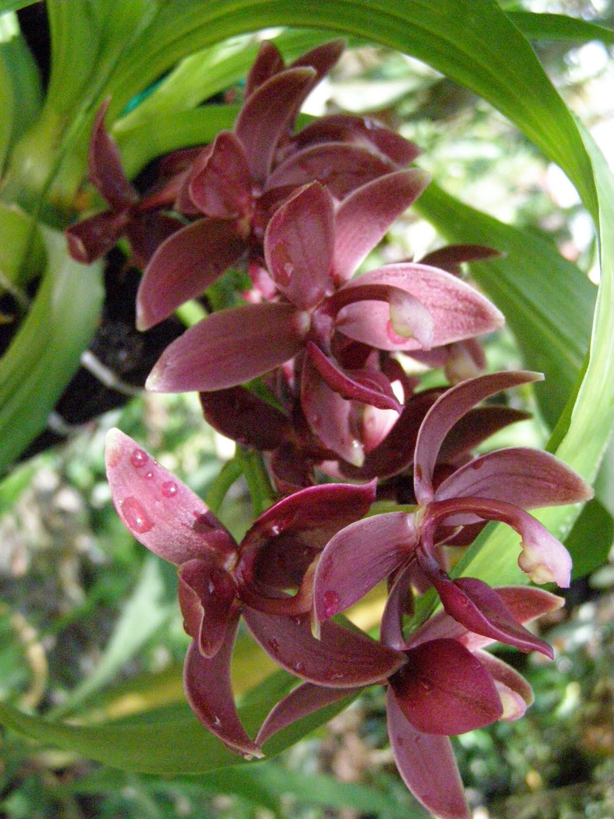 Triang Botanical Valley: Cycnodes Jumbo Puff X Cycnoches pentadactylon