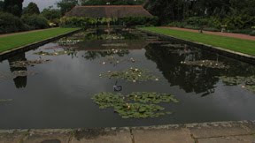 Cathy's Green Thumb: The Water Garden