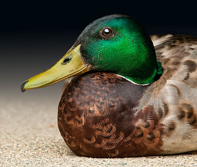 Photomatter Blog: Quack, quack quack