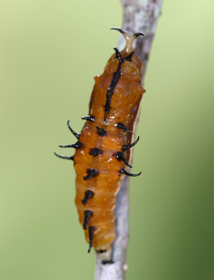 Mostly Wildlife: Photographic Journaling: June 2010