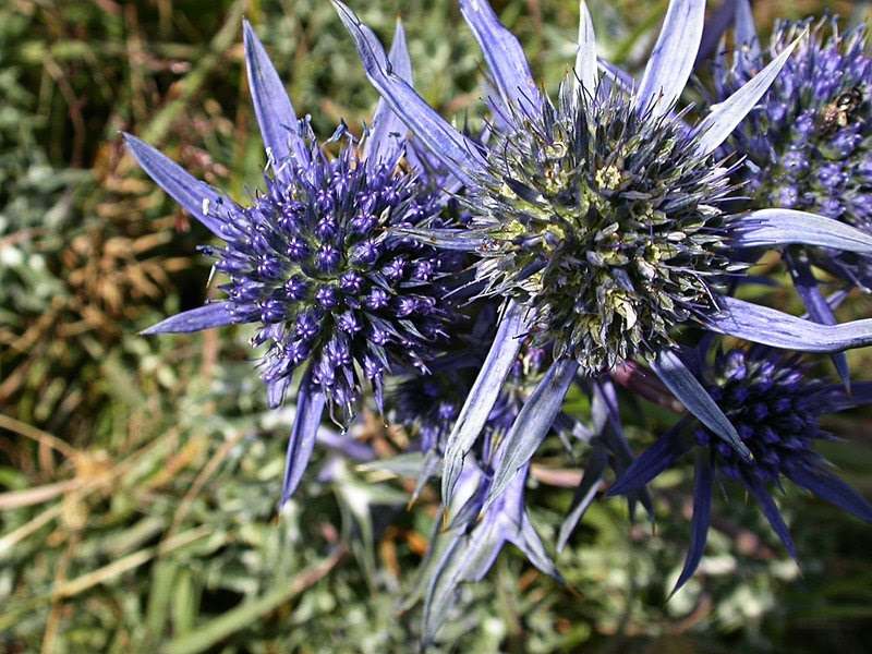 Paseos por la naturaleza: Eryngium bourgatii. Cardo azul.