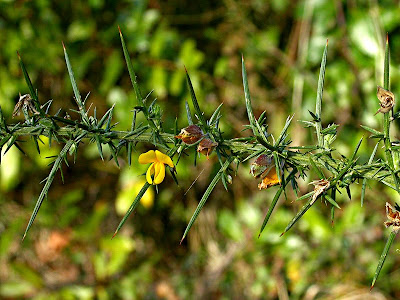 Paseos por la naturaleza: Ulex europaeus. Tojo.