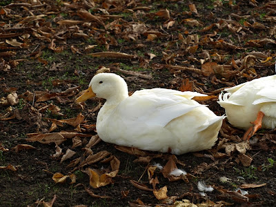 Paseos por la naturaleza: Anas platyrhynchos domesticus. Pato común.