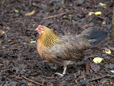 Paseos por la naturaleza: Gallus gallus. Gallo Bankiva.