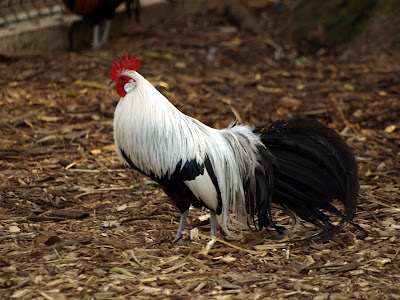 Paseos por la naturaleza: Gallus gallus. Fénix.