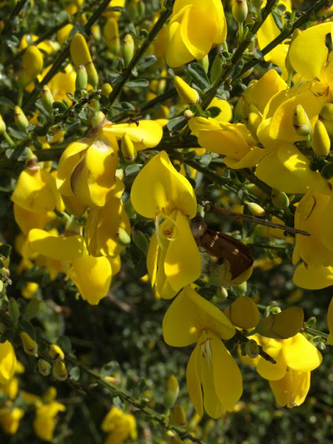 Paseos por la naturaleza: Cytisus scoparius. Retama negra.