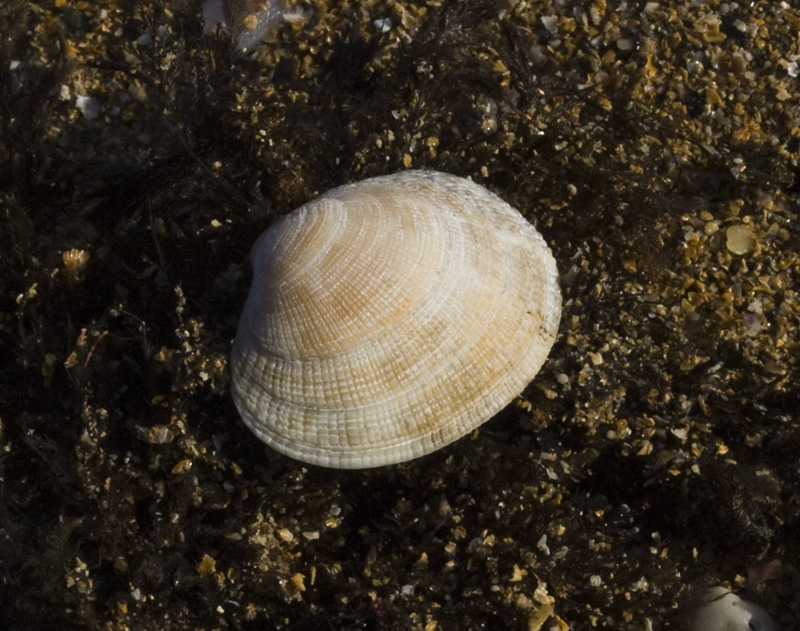 Paseos por la naturaleza: Ruditapes decussatus. Almeja fina.