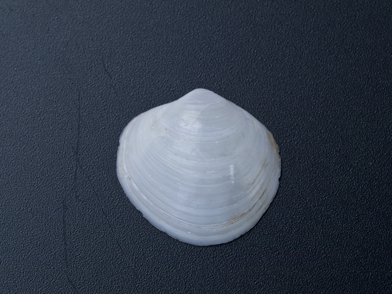 Paseos por la naturaleza: Diplodonta rotundata