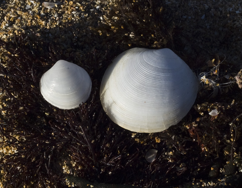 Paseos por la naturaleza: Diplodonta rotundata
