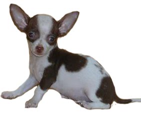 CINOLOGIA: MORFOLOGIA Y ESTRUCTURA GENERAL DEL PERRO