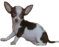 CINOLOGIA: MORFOLOGIA Y ESTRUCTURA GENERAL DEL PERRO