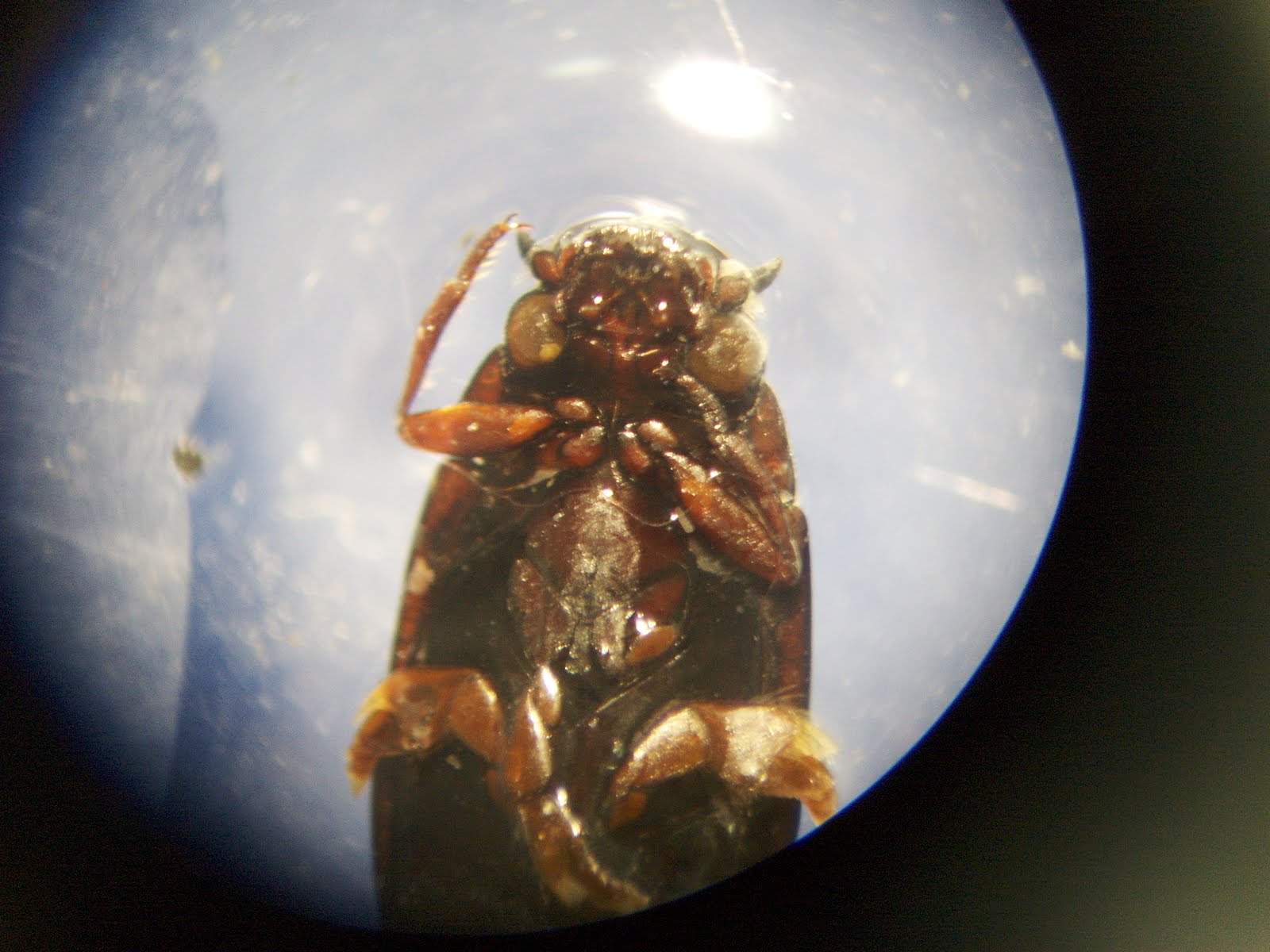 ANADOLU BİYOLOJİ: Arthropoda Lab. Fotoğrafları / Gyrinus sp. (Su Serserisi)