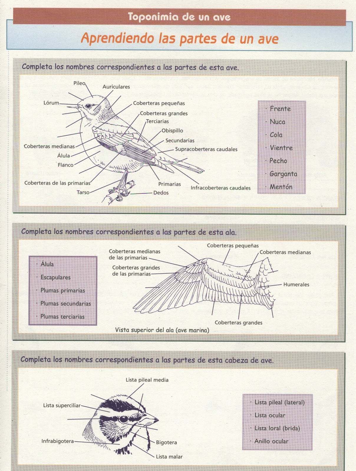 Supervivencia ef: Aprendiendo las Partes de un Ave