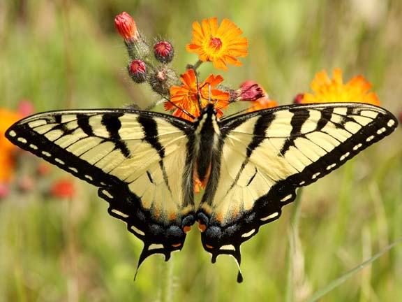 Ecobirder: Tiger Swallowtail