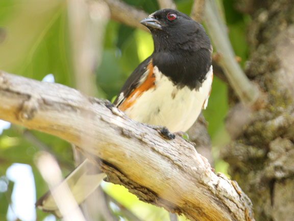 Ecobirder: Eastern Towhee