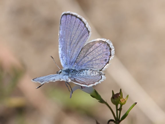 Ecobirder: Endangered Karner Blue Butterfly