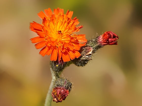 Ecobirder: Invasive Orange Hawkweed