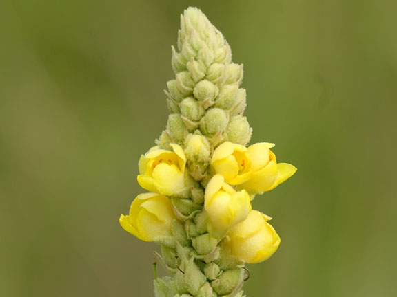 Ecobirder: Common Mullein