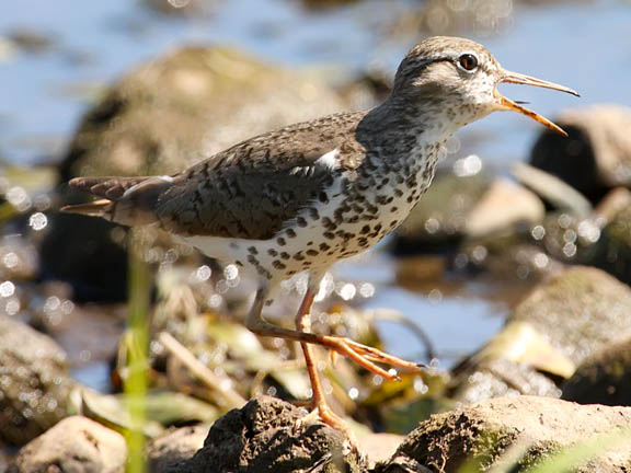 Ecobirder: Spotted Sandpiper