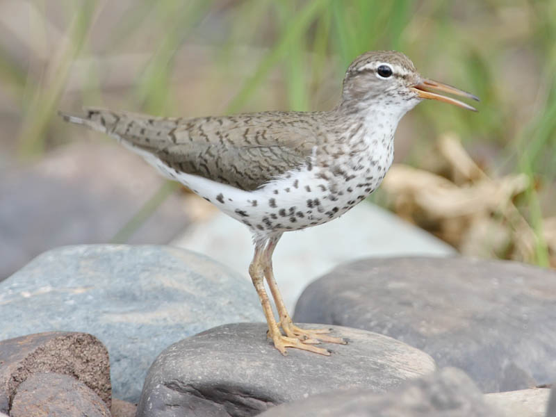 Ecobirder: Spotted Sandpiper