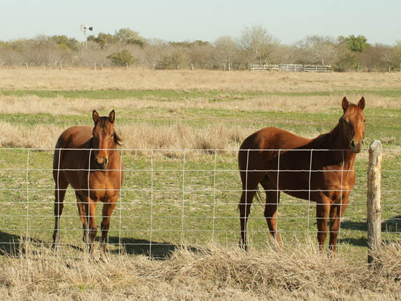 Ecobirder: King Ranch