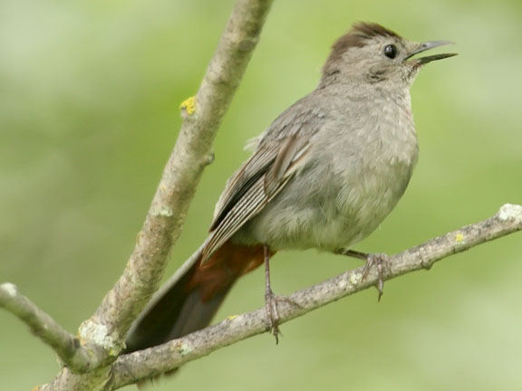 Ecobirder: The Gray Catbird Often Heard but not Seen