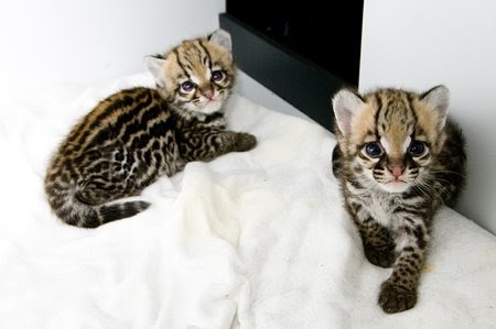 Ocelot Cubs
