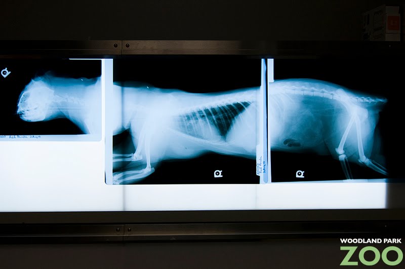 Red panda gets a physical