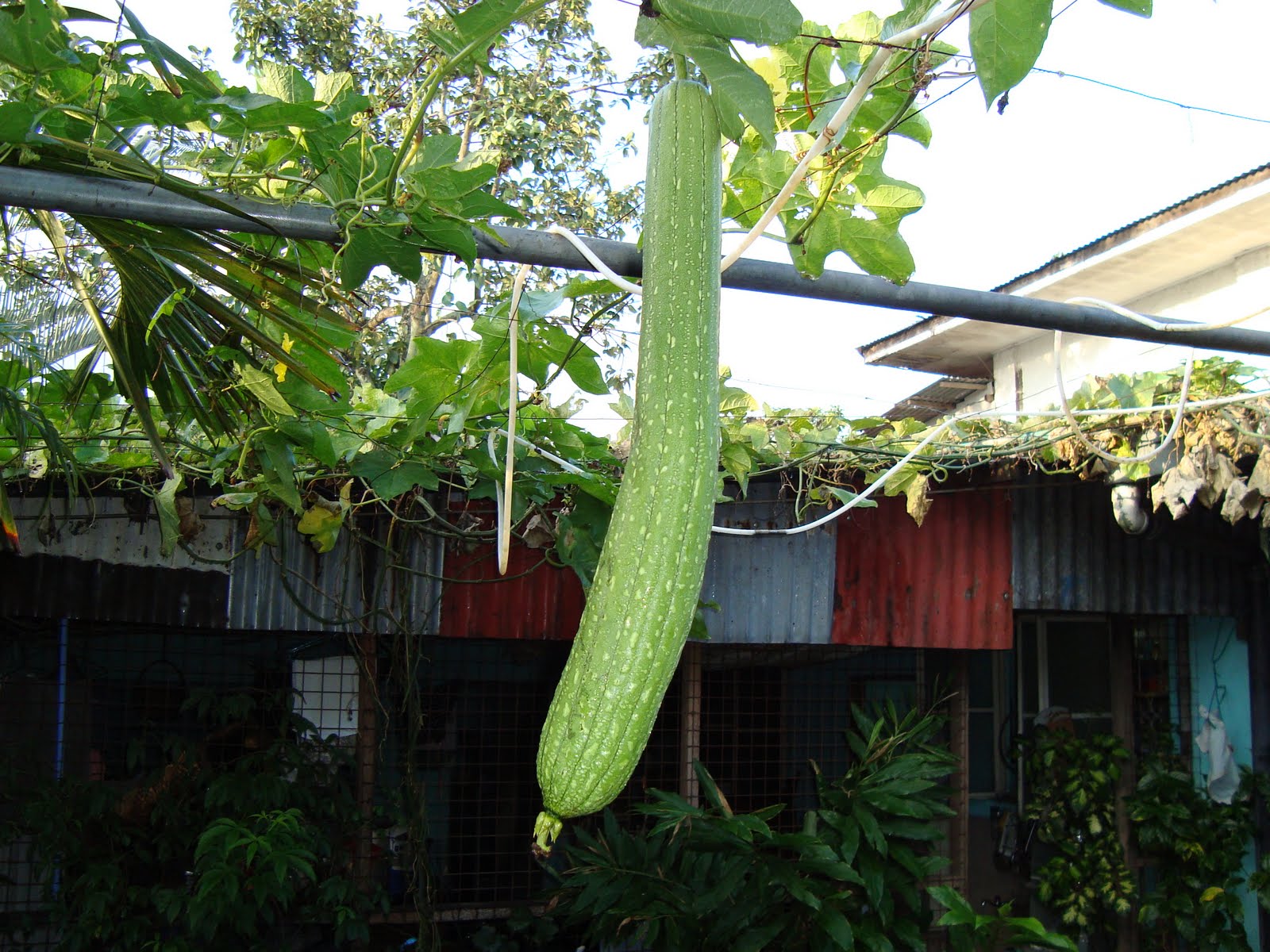 John Evans - Quantum Soil: BioTea and Lufer Plants