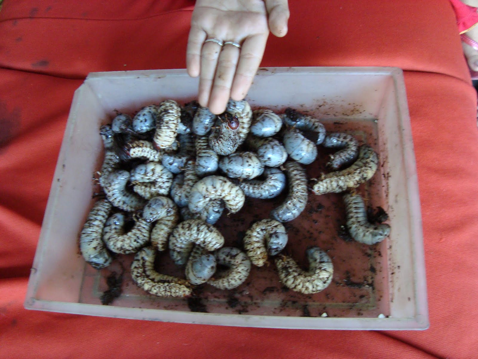 John Evans - Quantum Soil: Composting Grubs