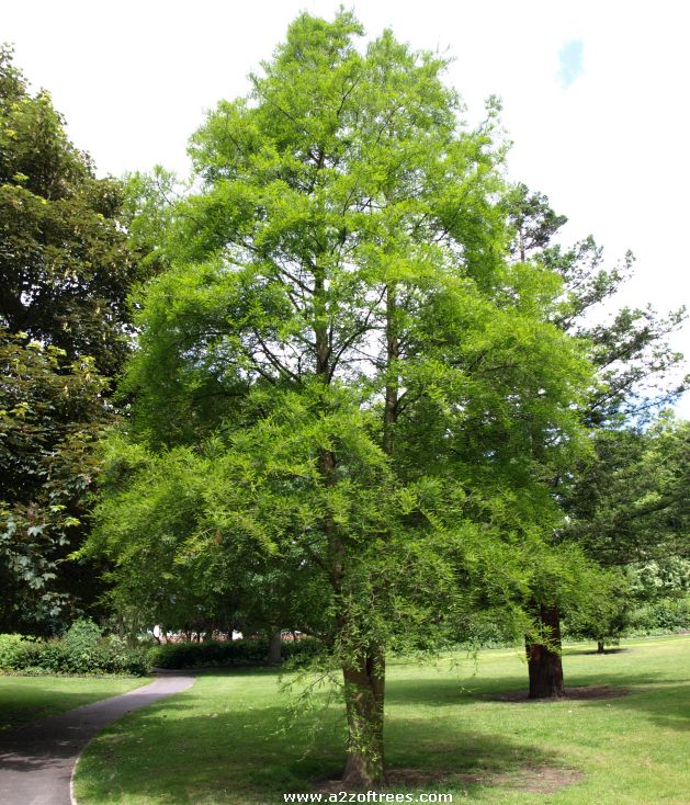 Terra Nostra: CIPRES CALVO - Taxodium distichum