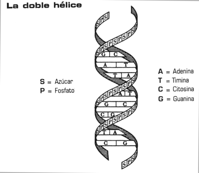 BIOLOGÍA: Estructura del adn según Watson y Crick