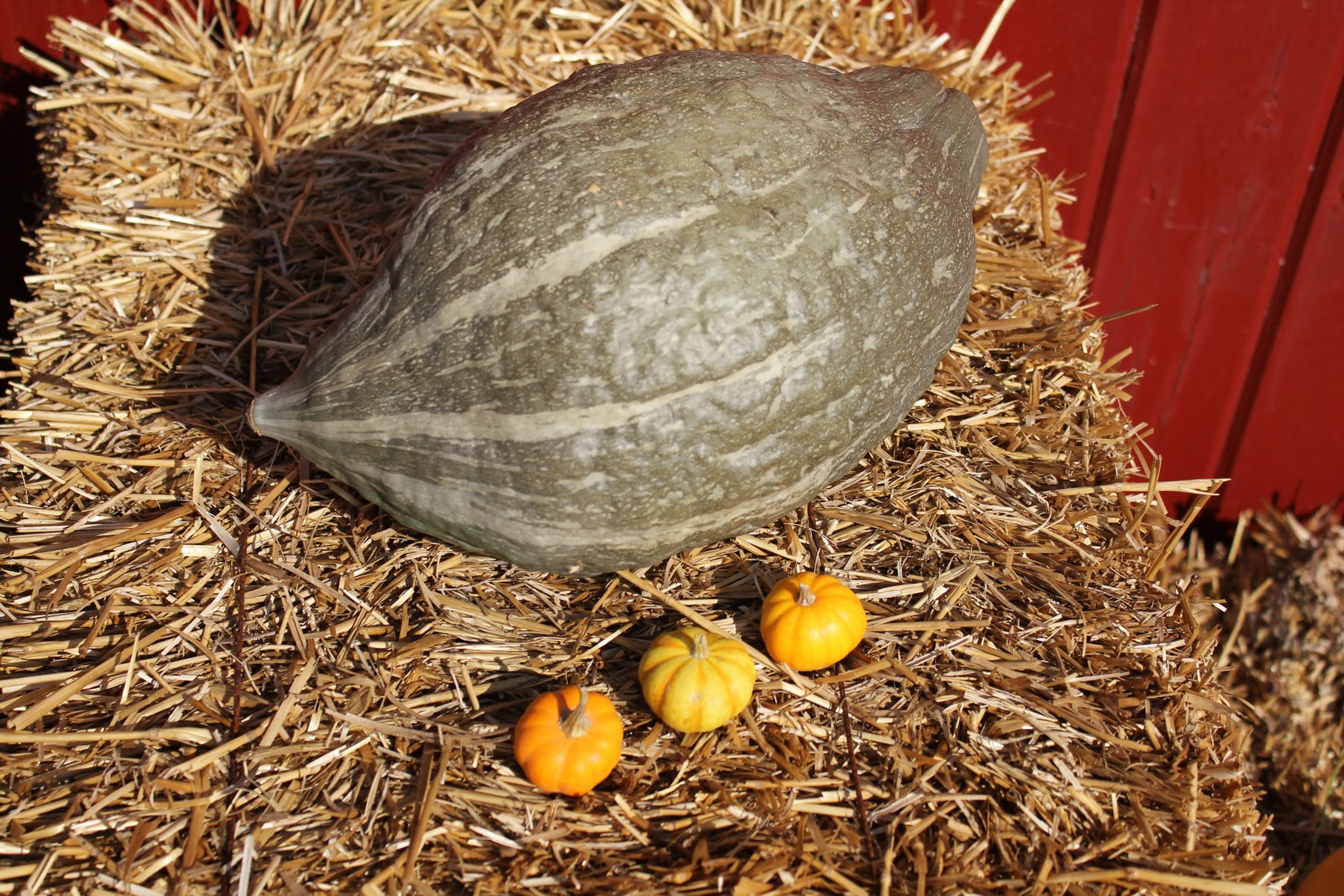 French Hen Farm: October 2010