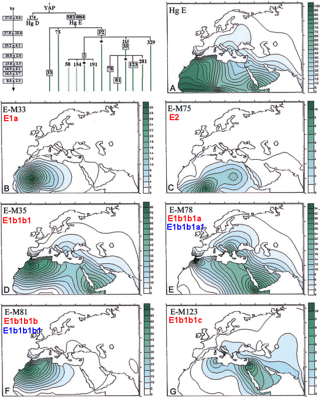 For what they were... we are: Some new insights in the phylogeny of Y ...