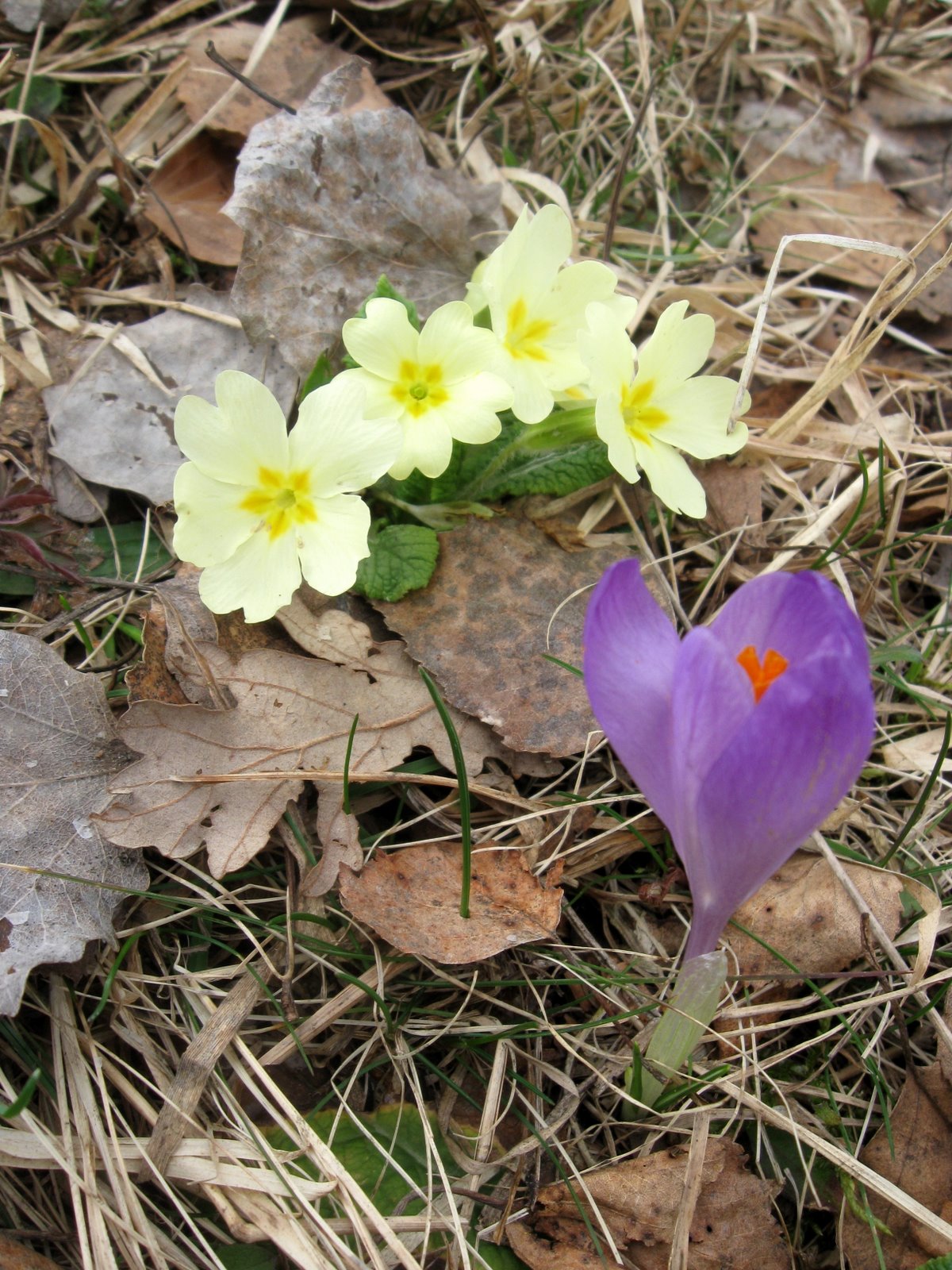 Od kod Mrzli dolini ime?: Komplementarni kontrast