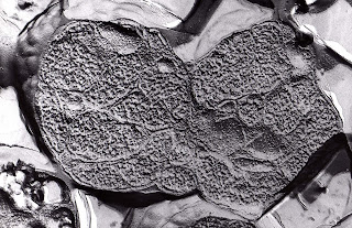 Tony's thoughts on the Natural World: 13b. Bacteria and other ...