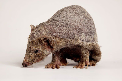 How does a hedgehog look without spines (5 pics)