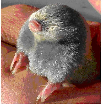 Conservation Biology: CONSERVATION OF VAN ZYL’S GOLDEN MOLE