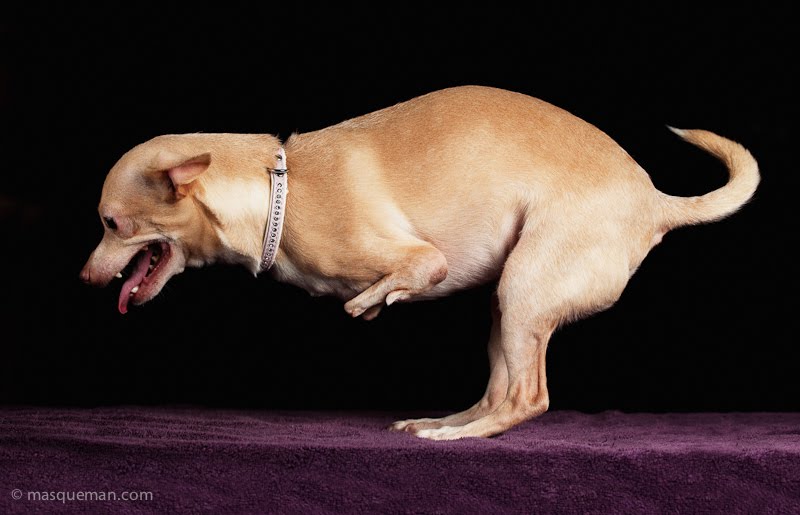 Portrait of a Two-Legged Dog ~ Masqueman Photography and Design ...