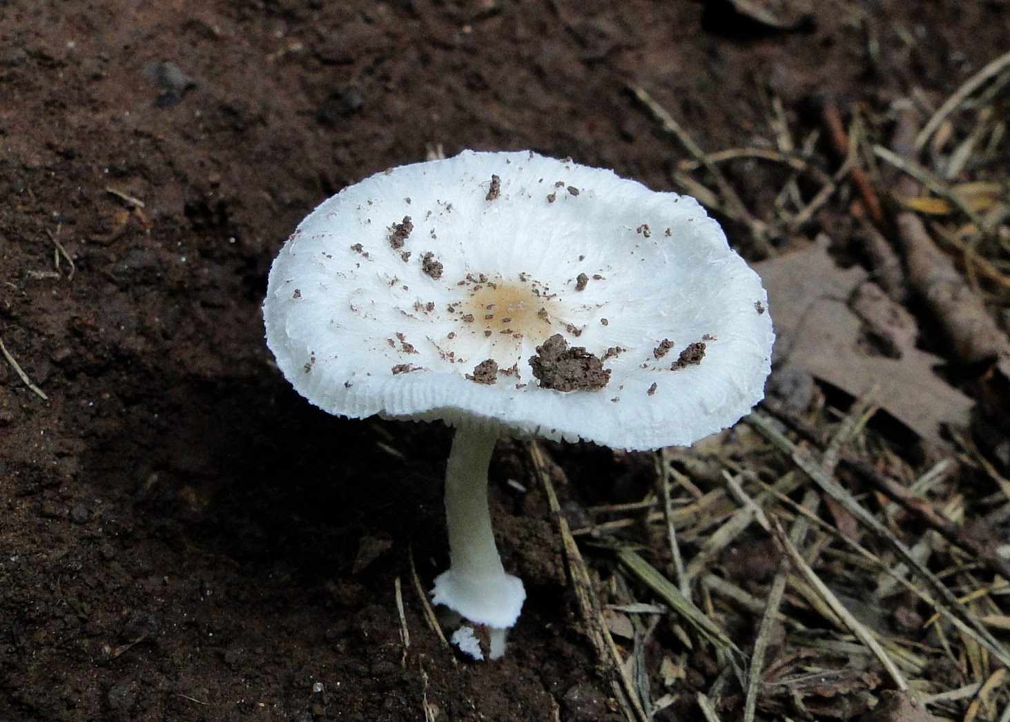 A Little Bit of British from Across The Pond: Toadstools?