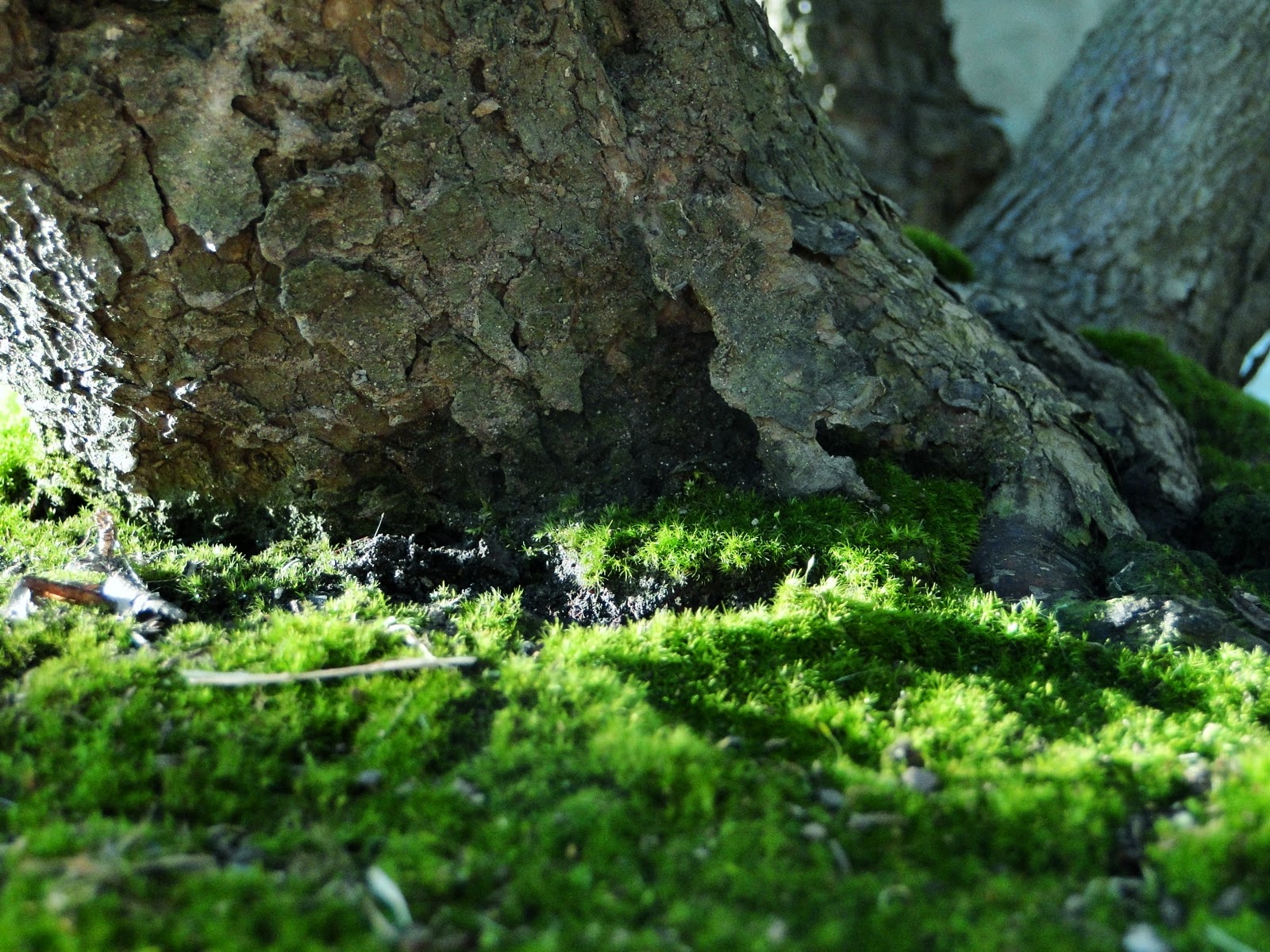 A Little Bit of British from Across The Pond: Moss in the Morning