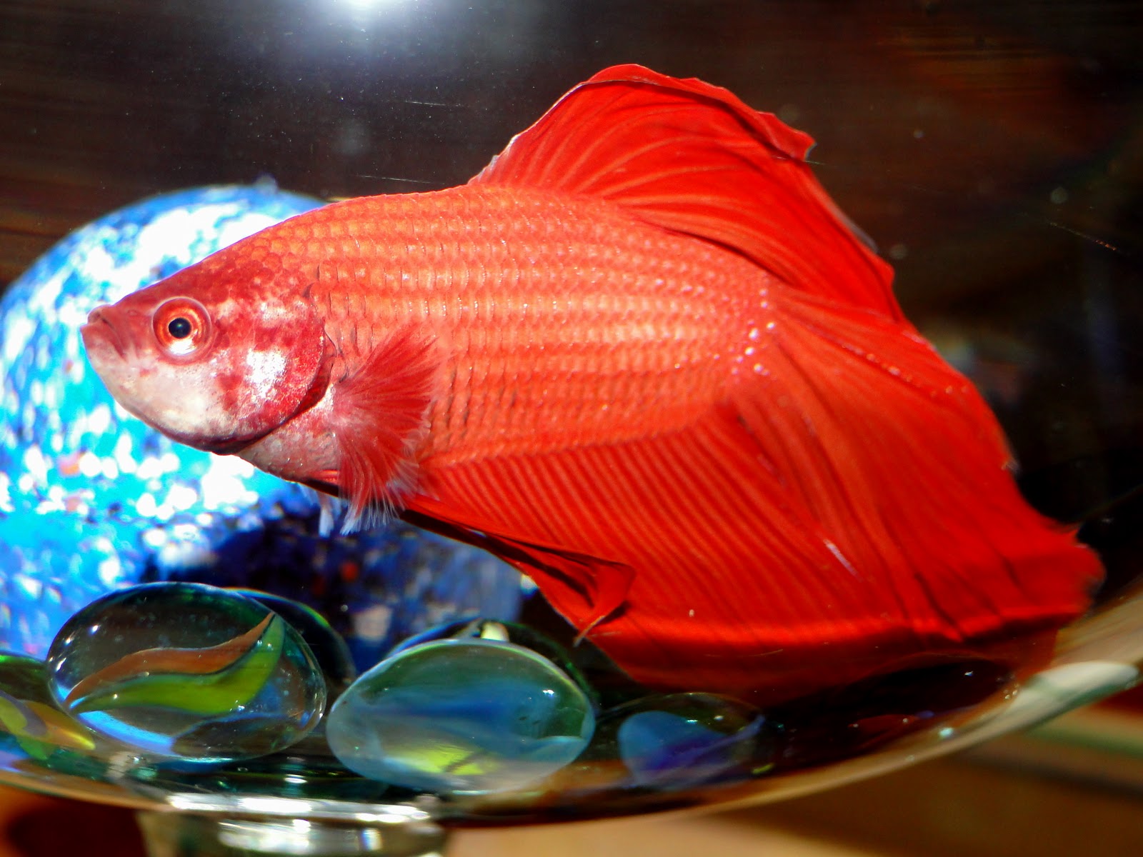 A Little Bit of British from Across The Pond: Sawyer, Half Moon ...