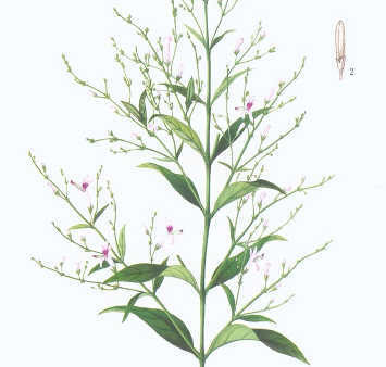 MY AYURVEDA: KIRATHA THIKTHA