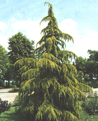 MY AYURVEDA: DEVADARU