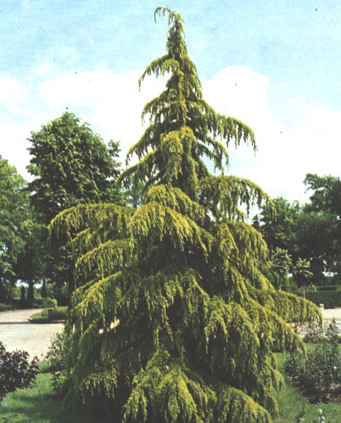 MY AYURVEDA: DEVADARU