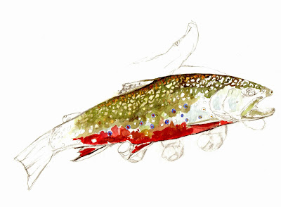 YUHINA ILLUSTRATION: brook trout pattern study