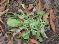 Gardening From the Ground Up: WINTER WEEDS