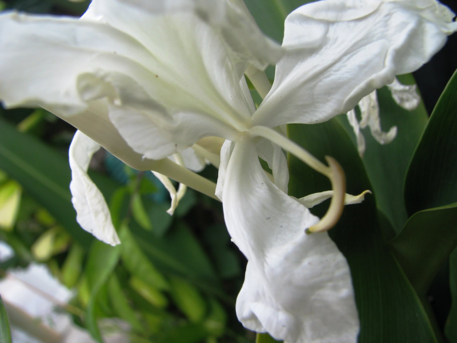 madisyak.blogspot: GANDASULI